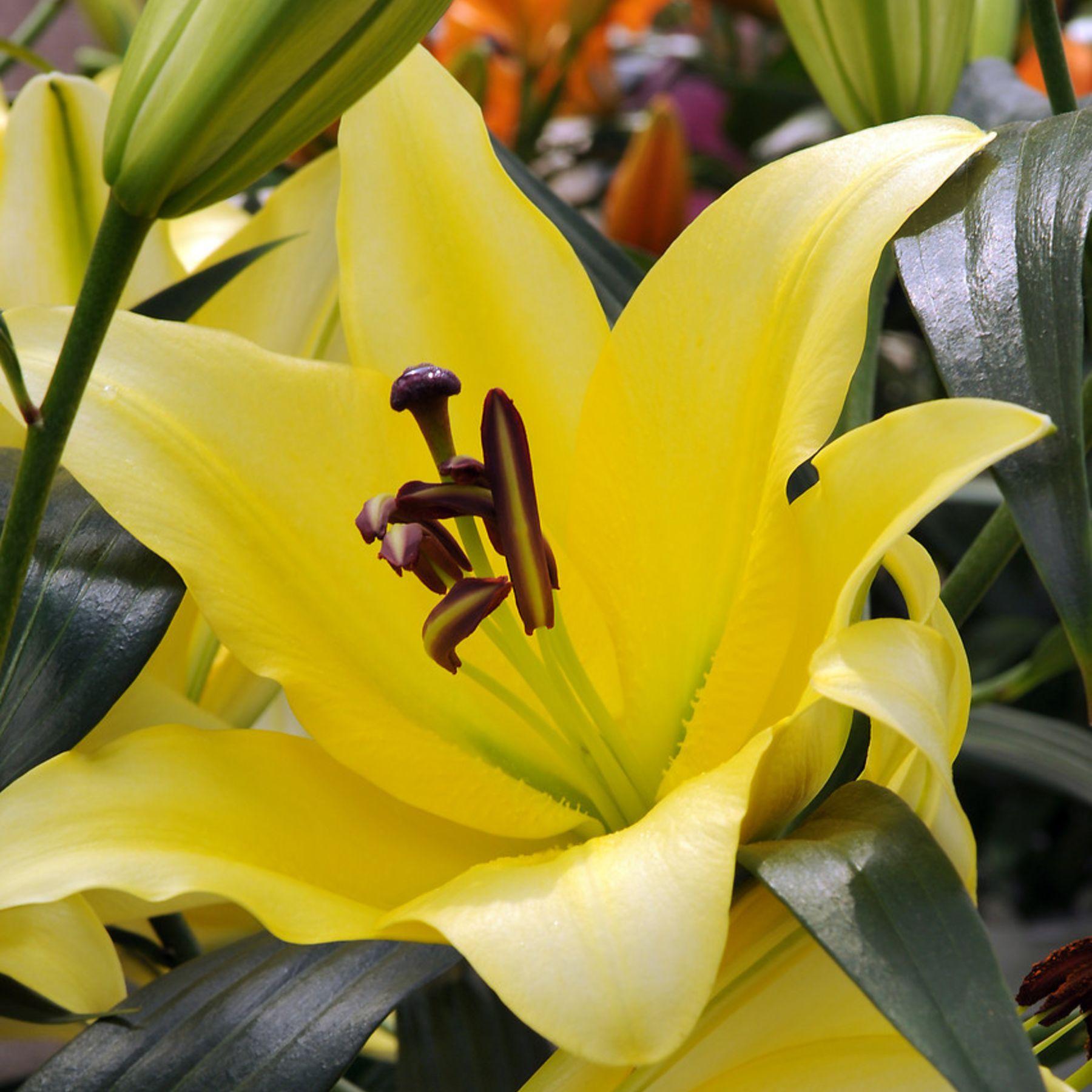 Outback Oriental Lily | Buy Oriental Lily Bulbs online | Bulbs Direct