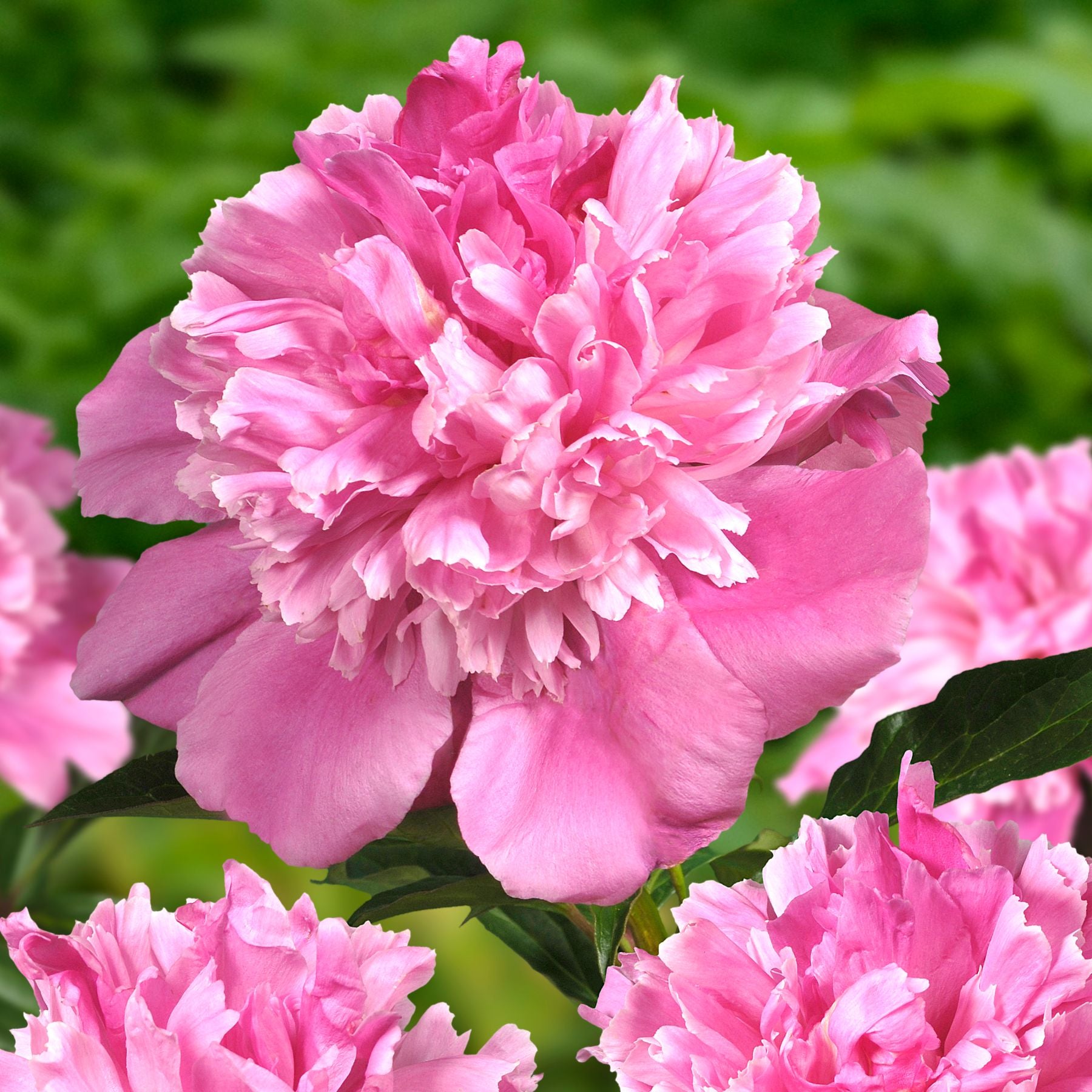 Bouquet Perfect Peonies | Buy Peony plants online | Bulbs Direct NZ