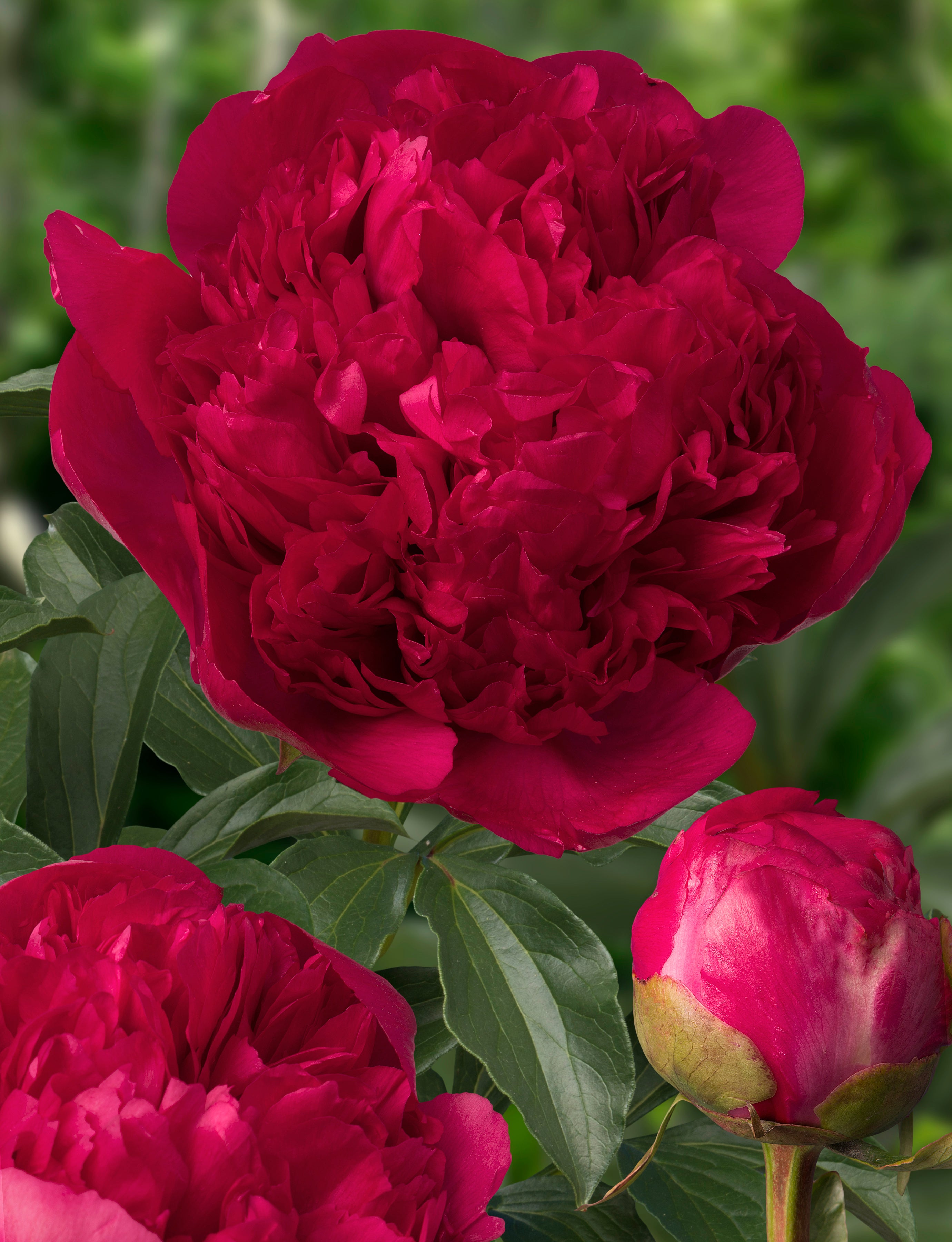 Command Performace Peonies | Buy Peony plants online | Bulbs Direct NZ