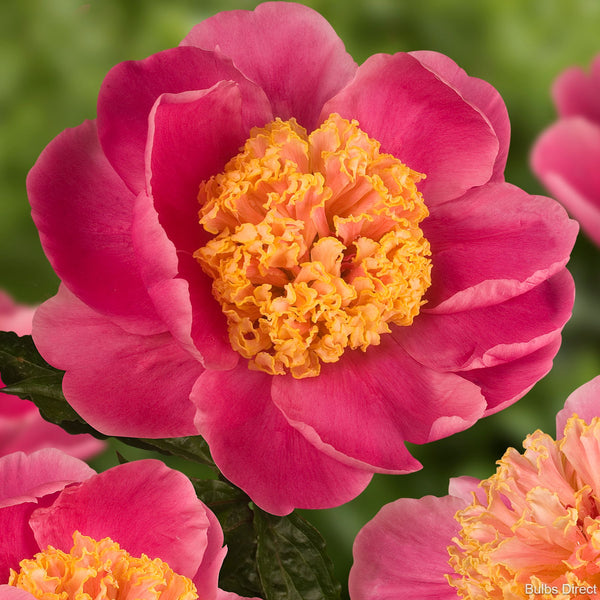 Doreen Anemone Peonies | Buy Peony plants online | Bulbs Direct NZ
