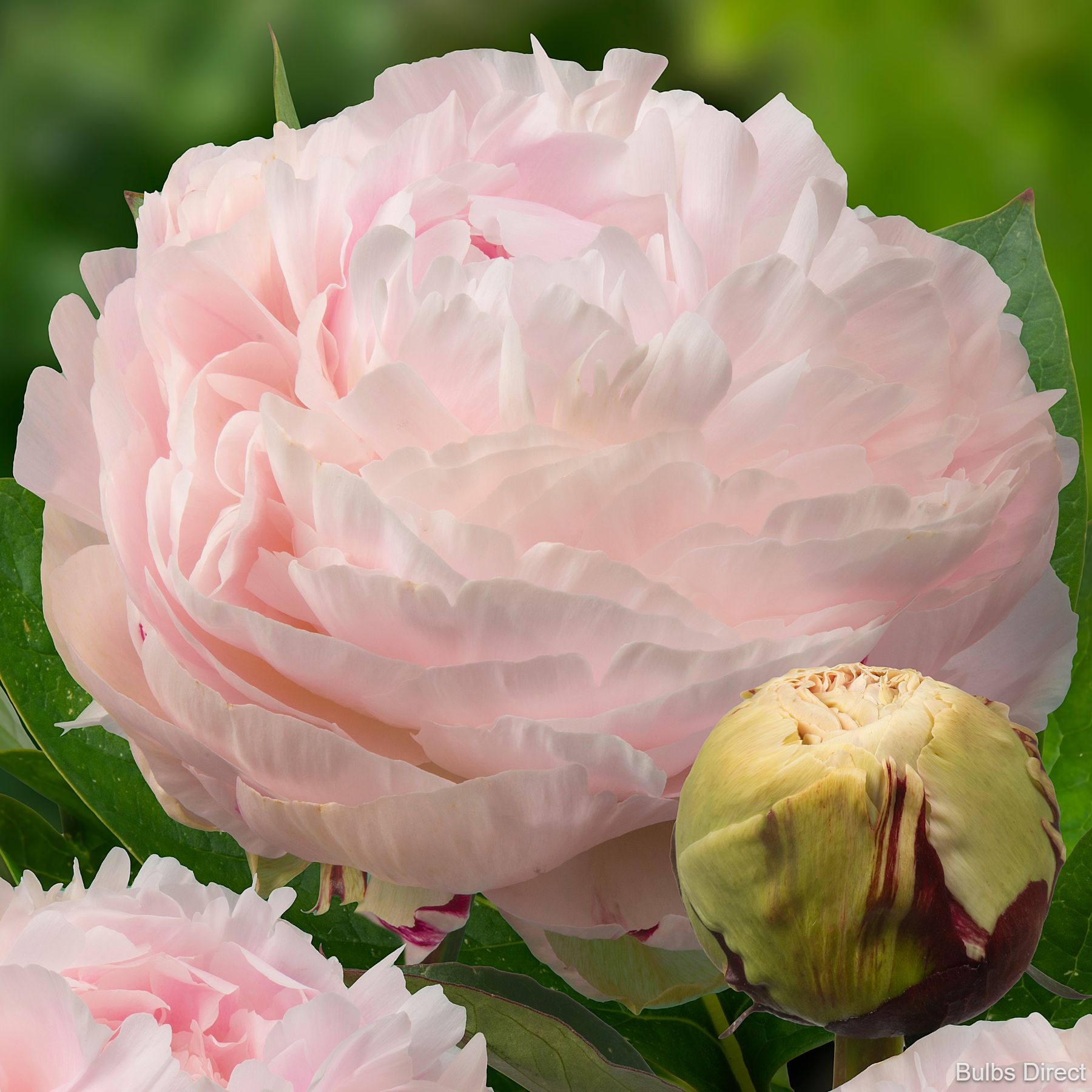 Madame Edouard Doriat Peonies | Buy Peony plants online | Bulbs Direct NZ