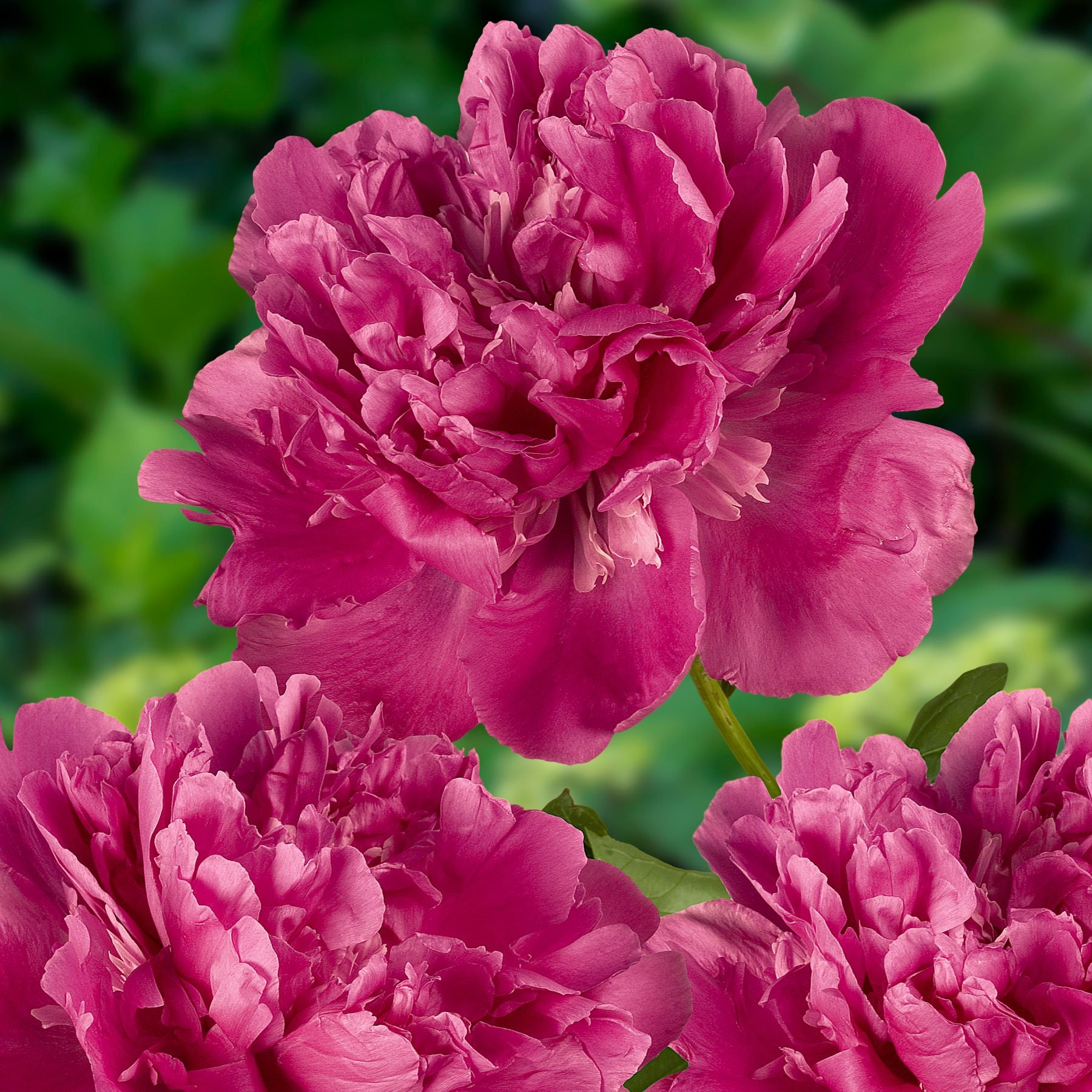 Edulis Superba Peony | Buy Peony plants online | Bulbs Direct NZ