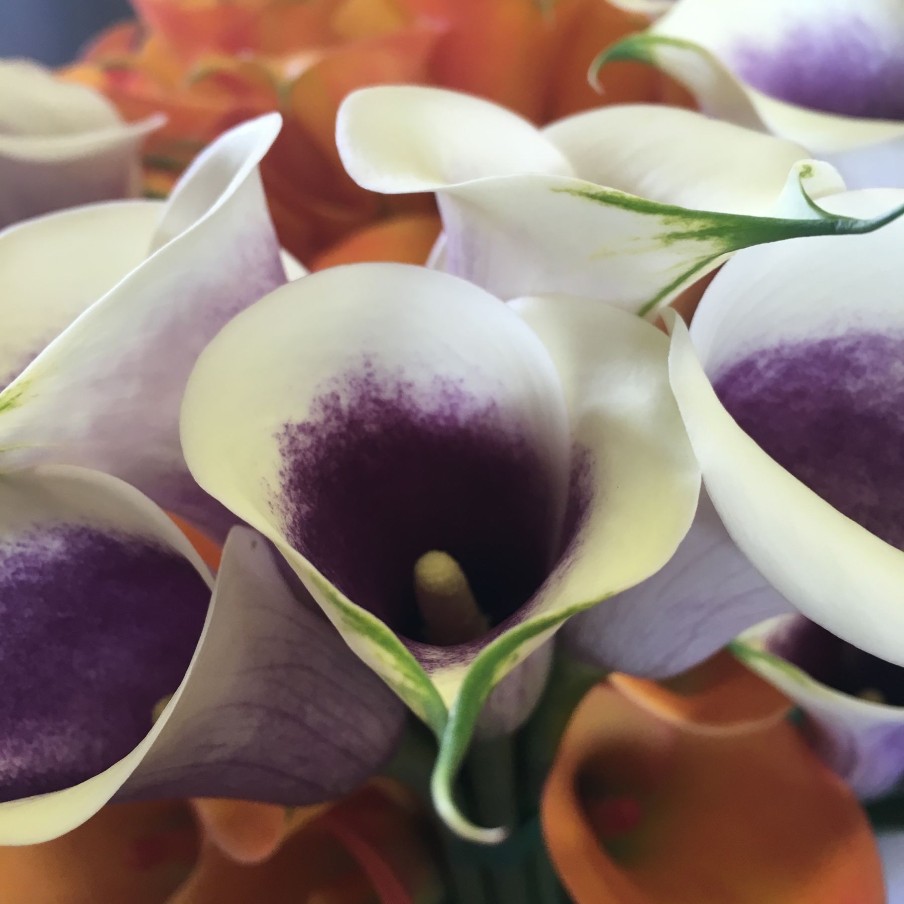 Picasso Callas | Order Calla Lily Bulbs online - Bulbs Direct NZ