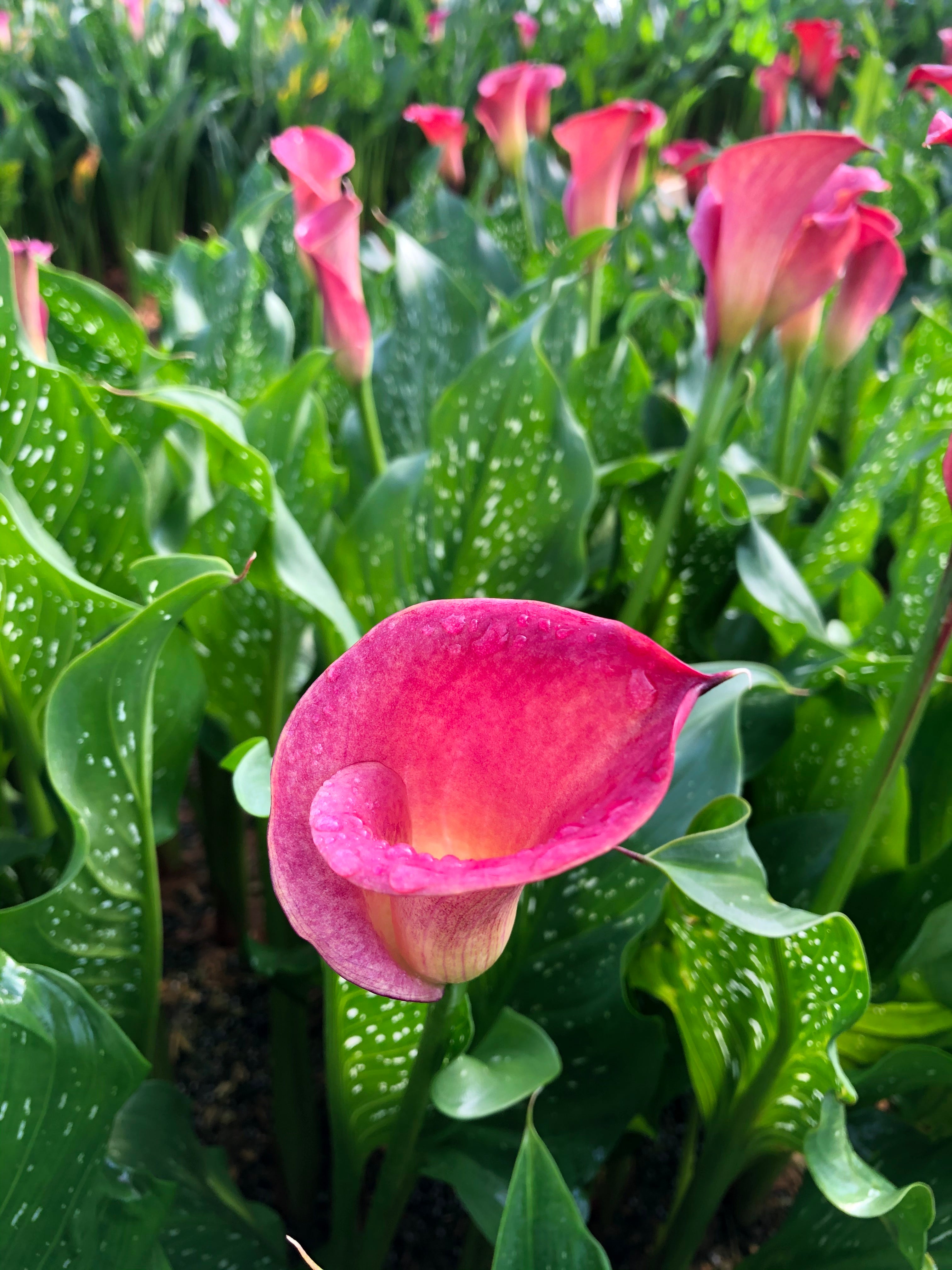 Plum Beauty Callas | Order Calla Lily Bulbs online | Bulbs Direct NZ