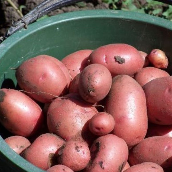 Red King Edward (Main Crop) – Bulbs Direct