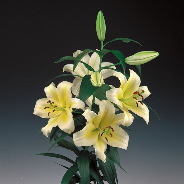 Sedona Oriental Lily | Order Lily Bulbs online | Bulbs Direct NZ