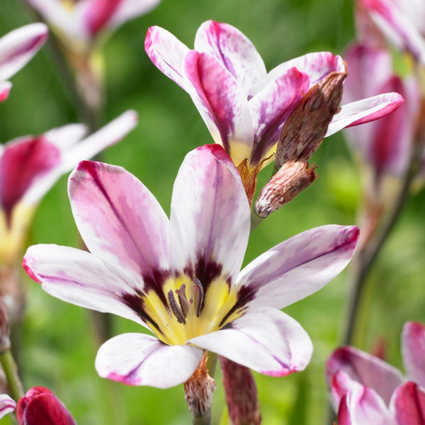 Moonlight Sparaxis | Order Sparaxis Bulbs online | Bulbs Direct NZ