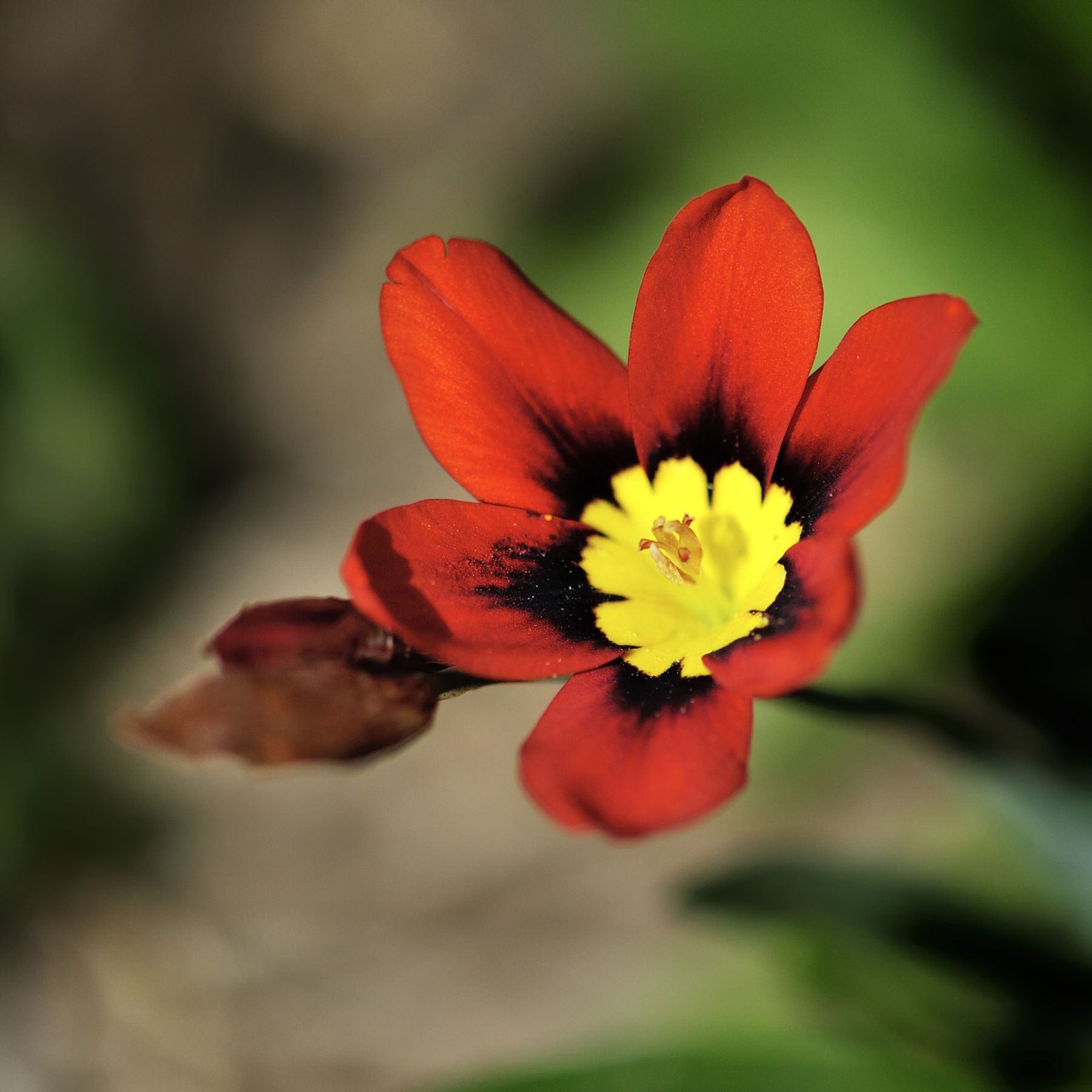 Red Reflex Sparaxis | Order Sparaxis Bulbs online | Bulbs Direct NZ