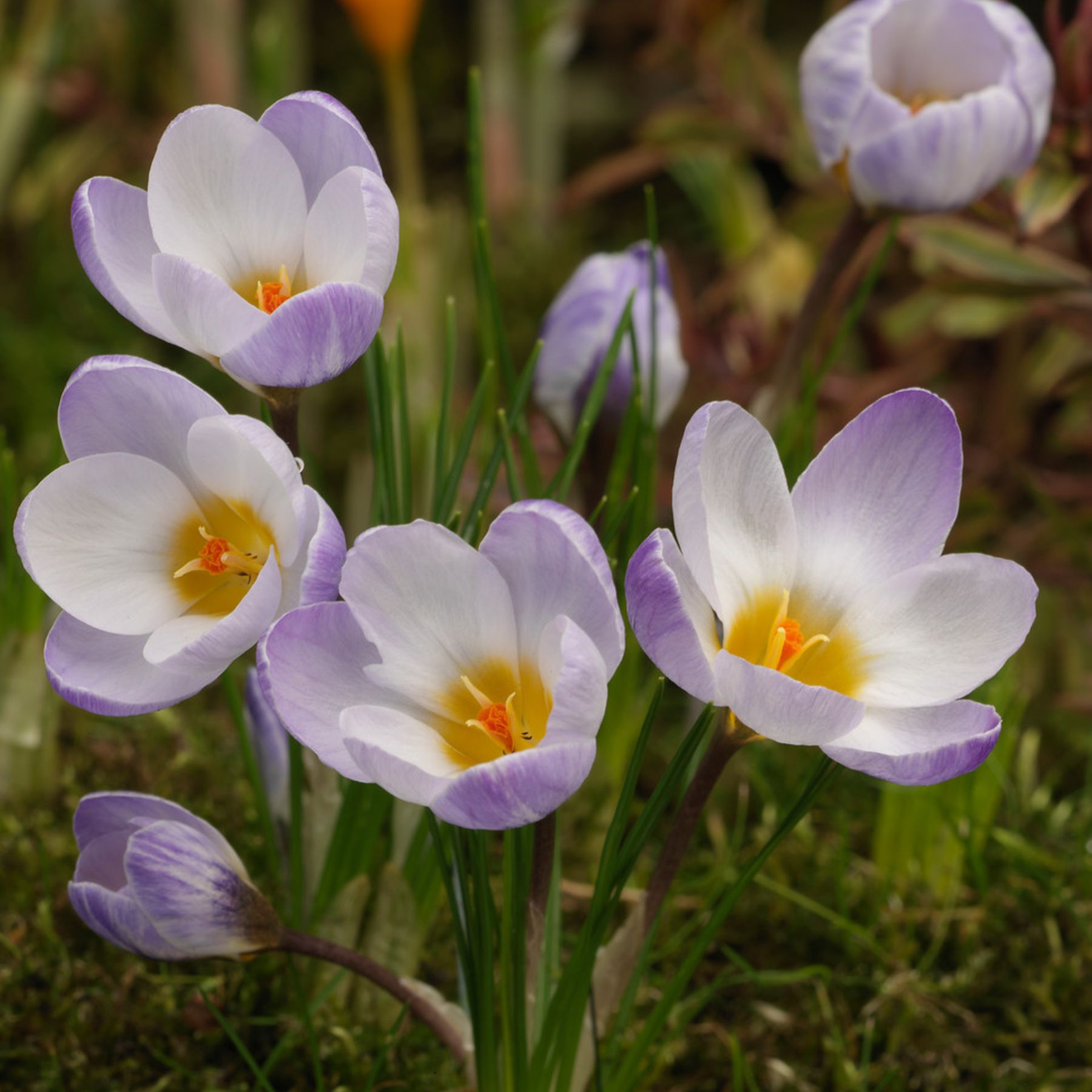 Blue Pearl Crocus | Order Crocus Bulbs online | Bulbs Direct NZ