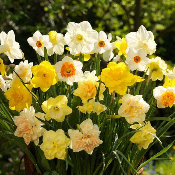 Fragrant Flower Bulbs | Bulbs Direct NZ