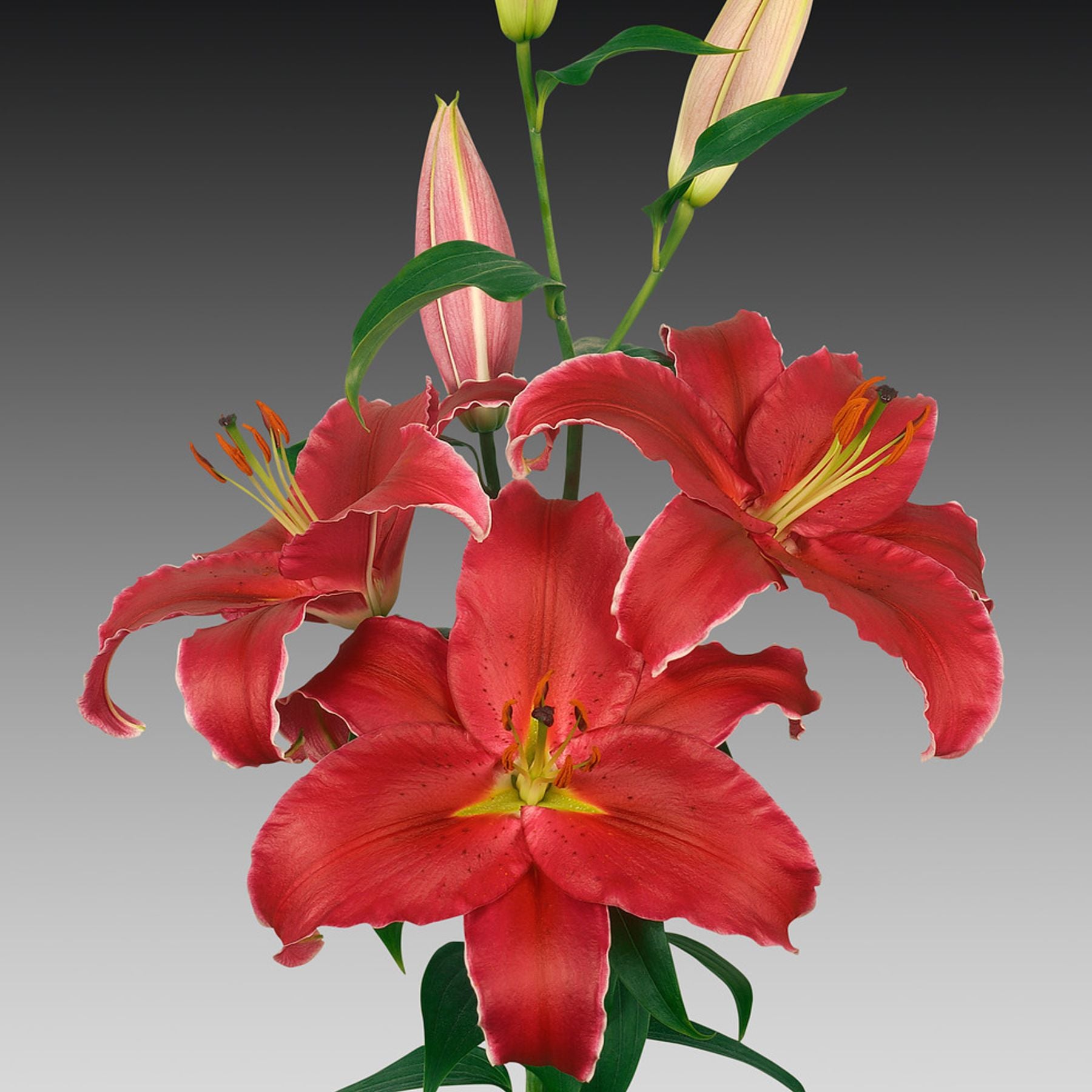 Touchstone Oriental Lily | Buy Lily Bulbs online | Bulbs Direct NZ