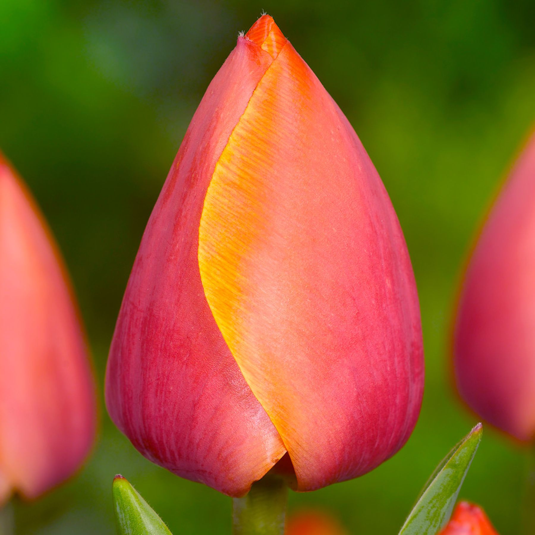 Ad Rem Tulips | Buy Tulip Bulbs online | Bulbs Direct NZ