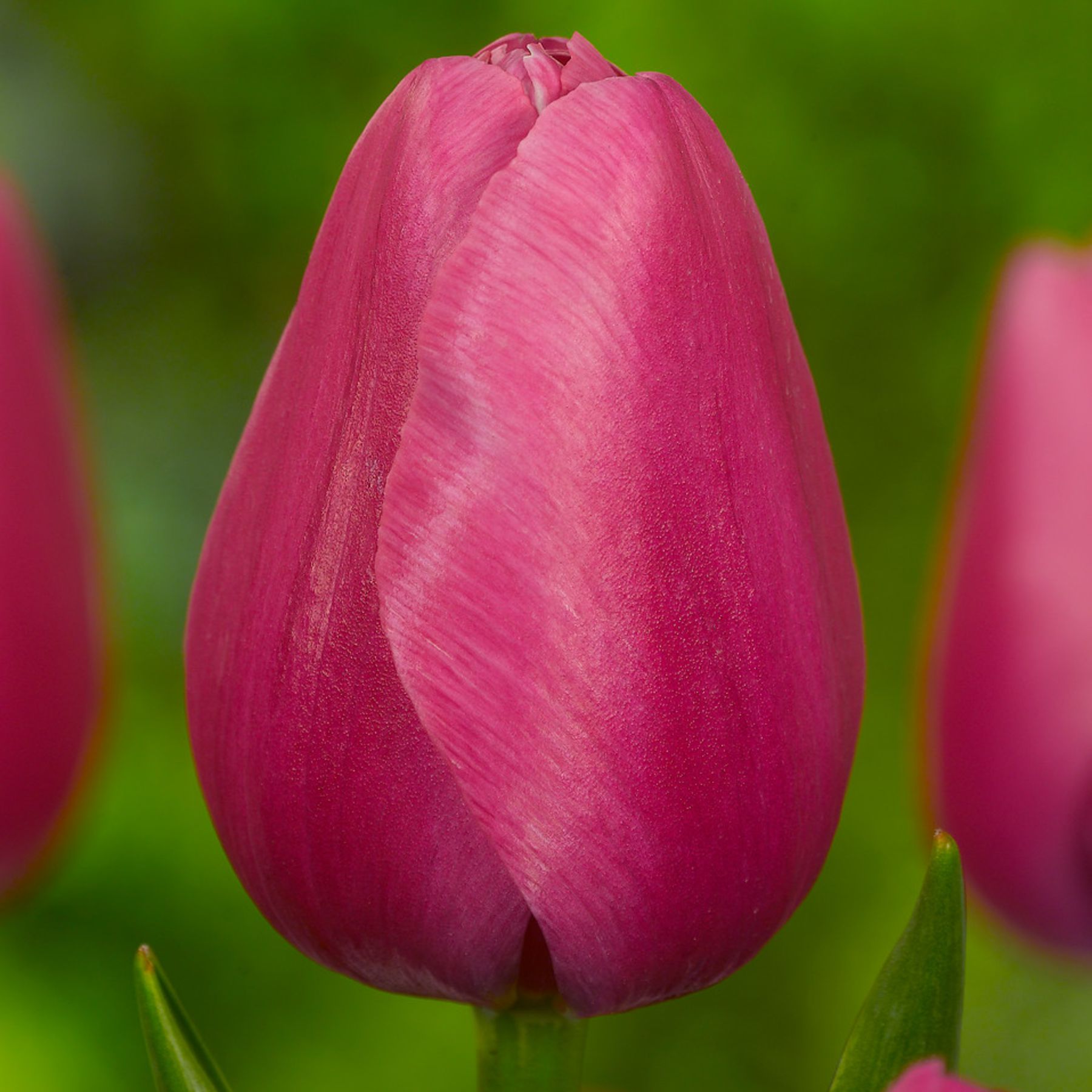 Anaconda Tulip | Buy Tulip Bulbs online | Bulbs Direct NZ