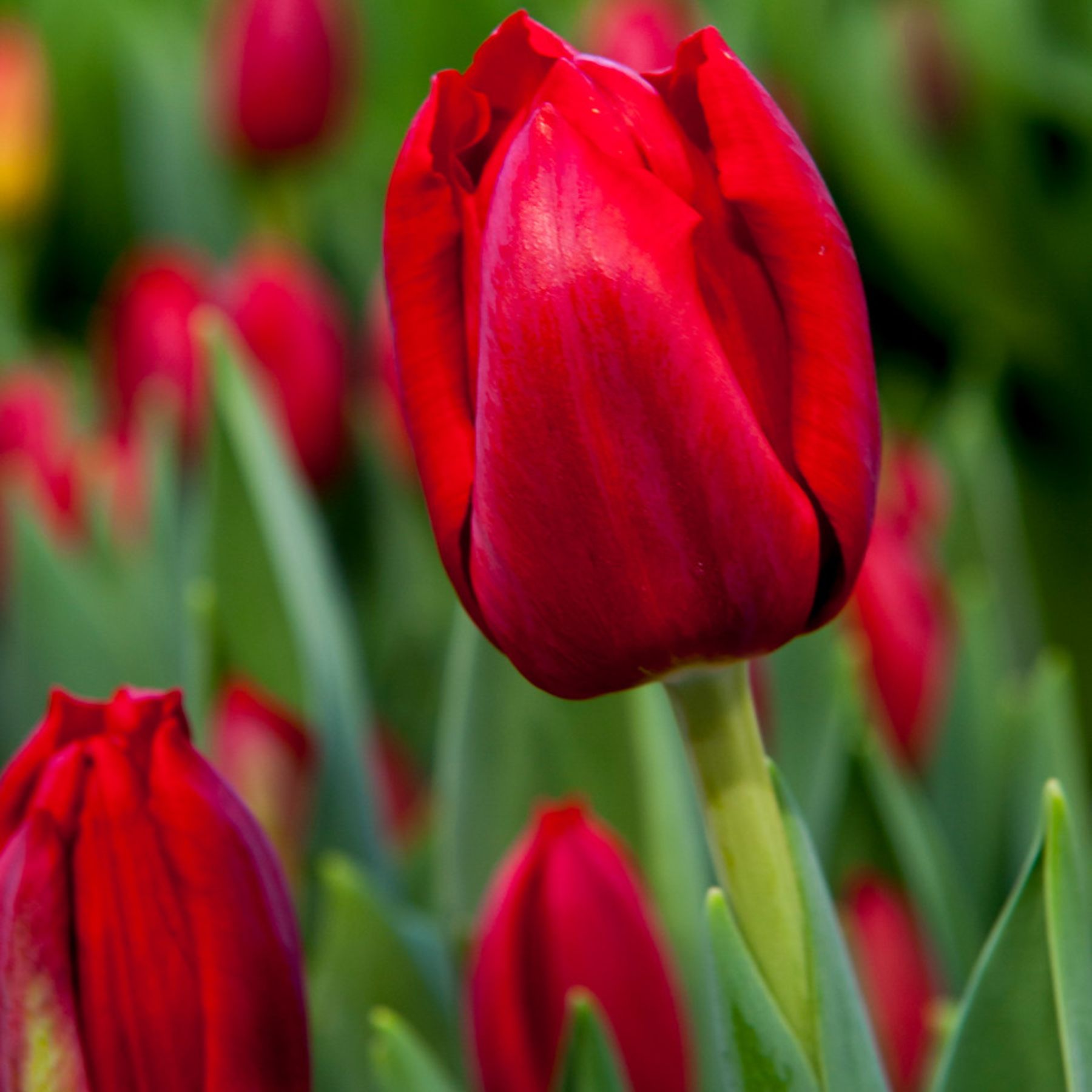 London Tulip | Buy Tulip Bulbs online | Bulbs Direct NZ