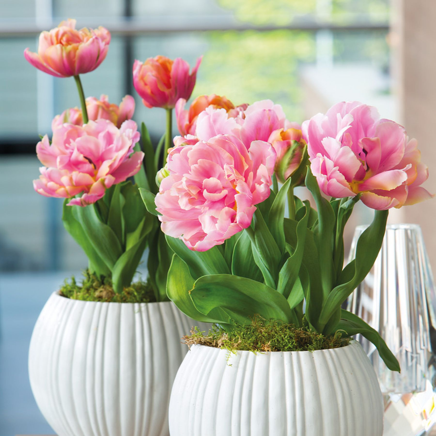 Menton Unique Tulips | Order Tulip Bulbs Online | Bulbs Direct NZ