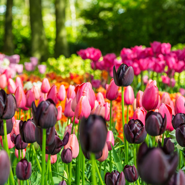 Full Sun Flower Bulbs | Bulbs Direct NZ