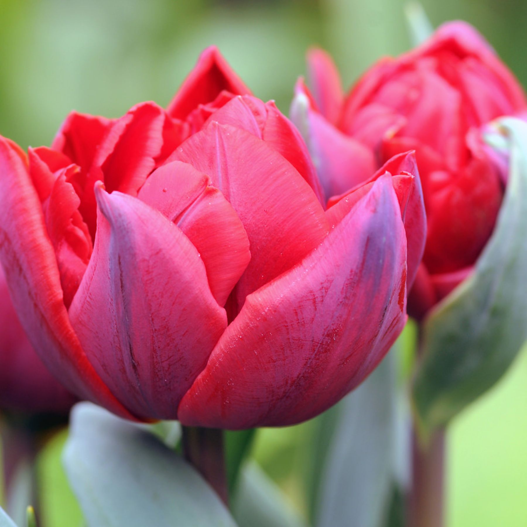 Tulip Red Princess | Buy Tulip Bulbs online | Bulbs Direct NZ
