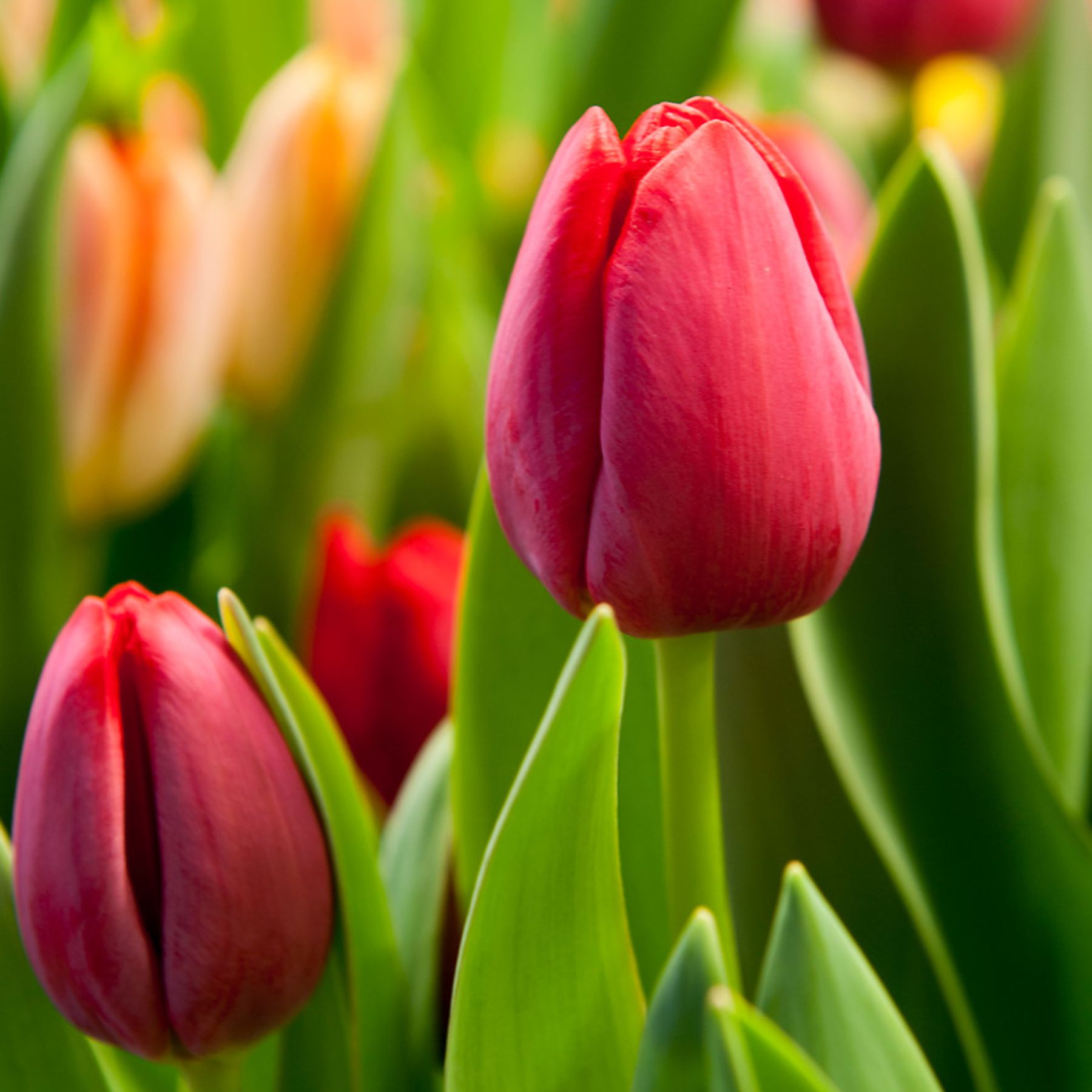 Tulip Red Rover | Buy Tulip Bulbs online | Bulbs Direct NZ