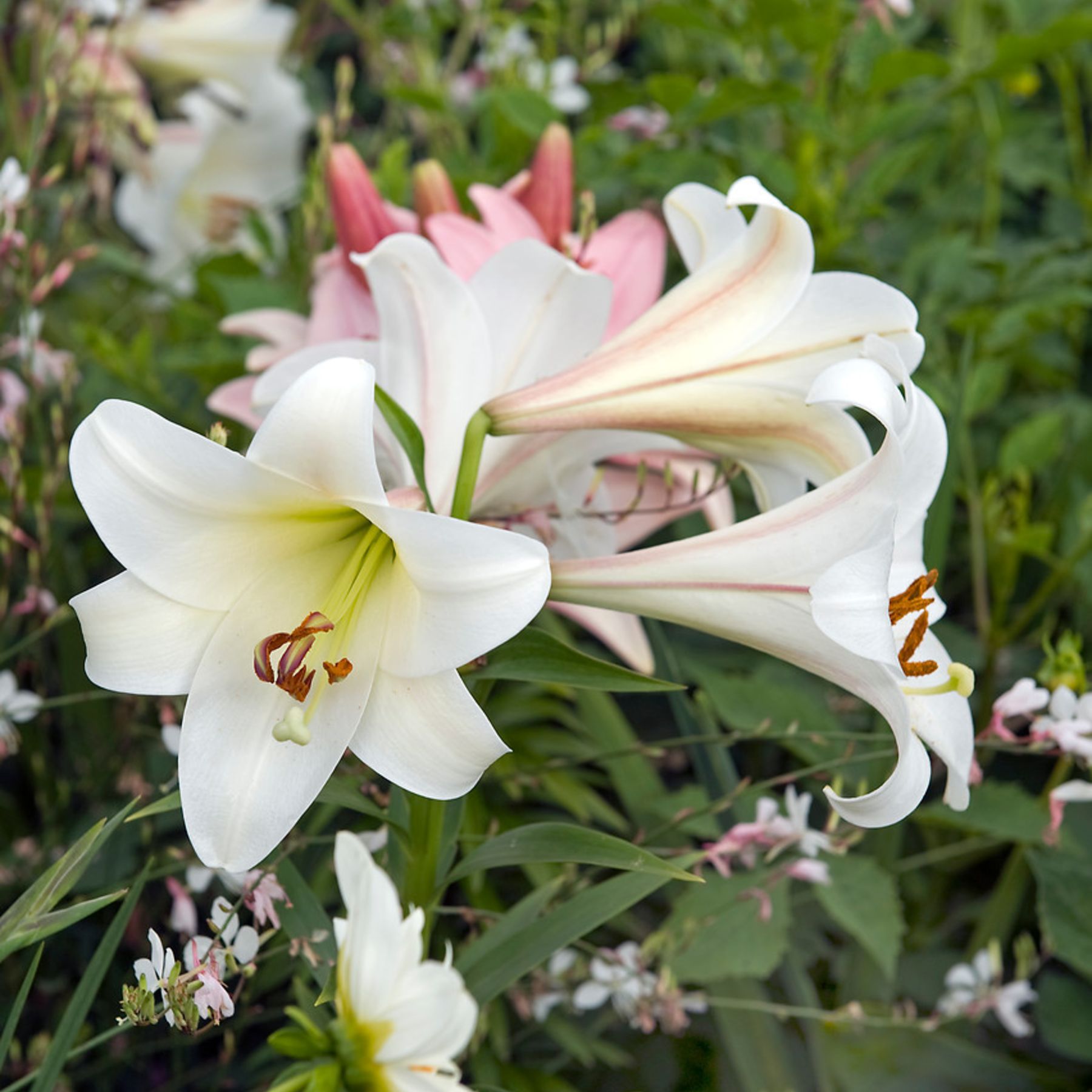 Watch Up Lilium | Order Lily Bulbs online | Bulbs Direct NZ