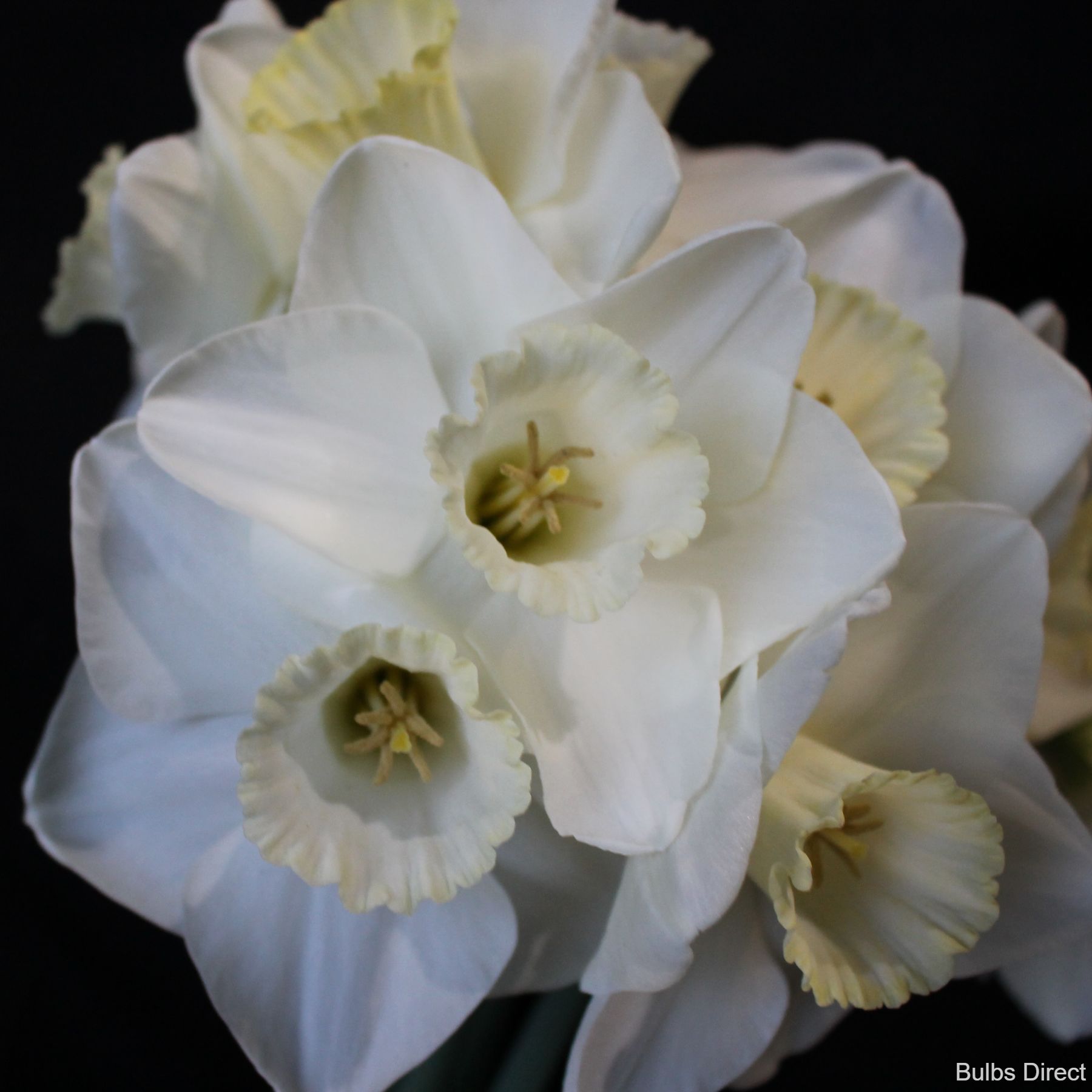 White Flight Daffodil | Order Daffodil Bulbs online | Bulbs Direct NZ