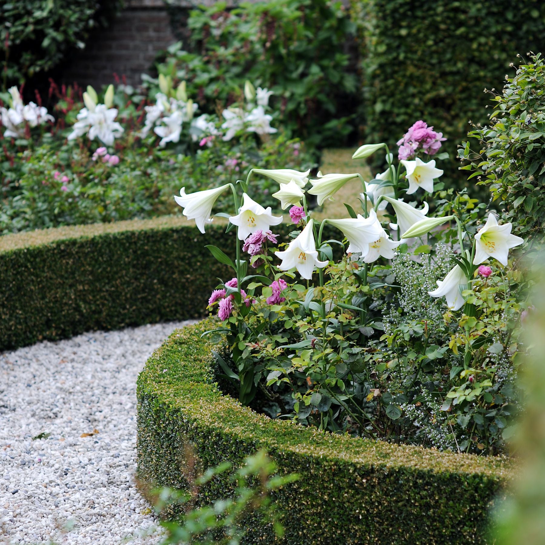 White Heaven Christmas Lily | Order Lilium Bulbs online | Bulbs Direct