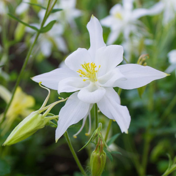 Crystal Star Aquilegia | Bare Rooted Perennials | Bulbs Direct NZ