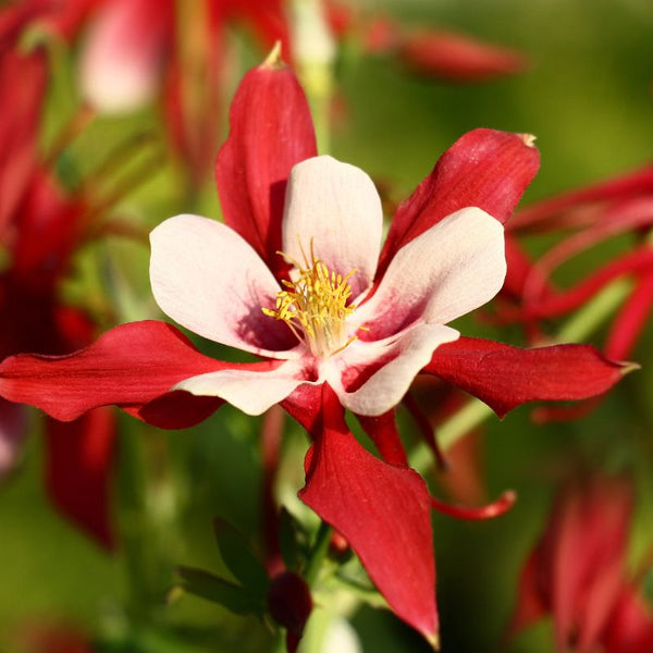 Red Star Aquilegia | Bare Rooted Perennials | Bulbs Direct NZ