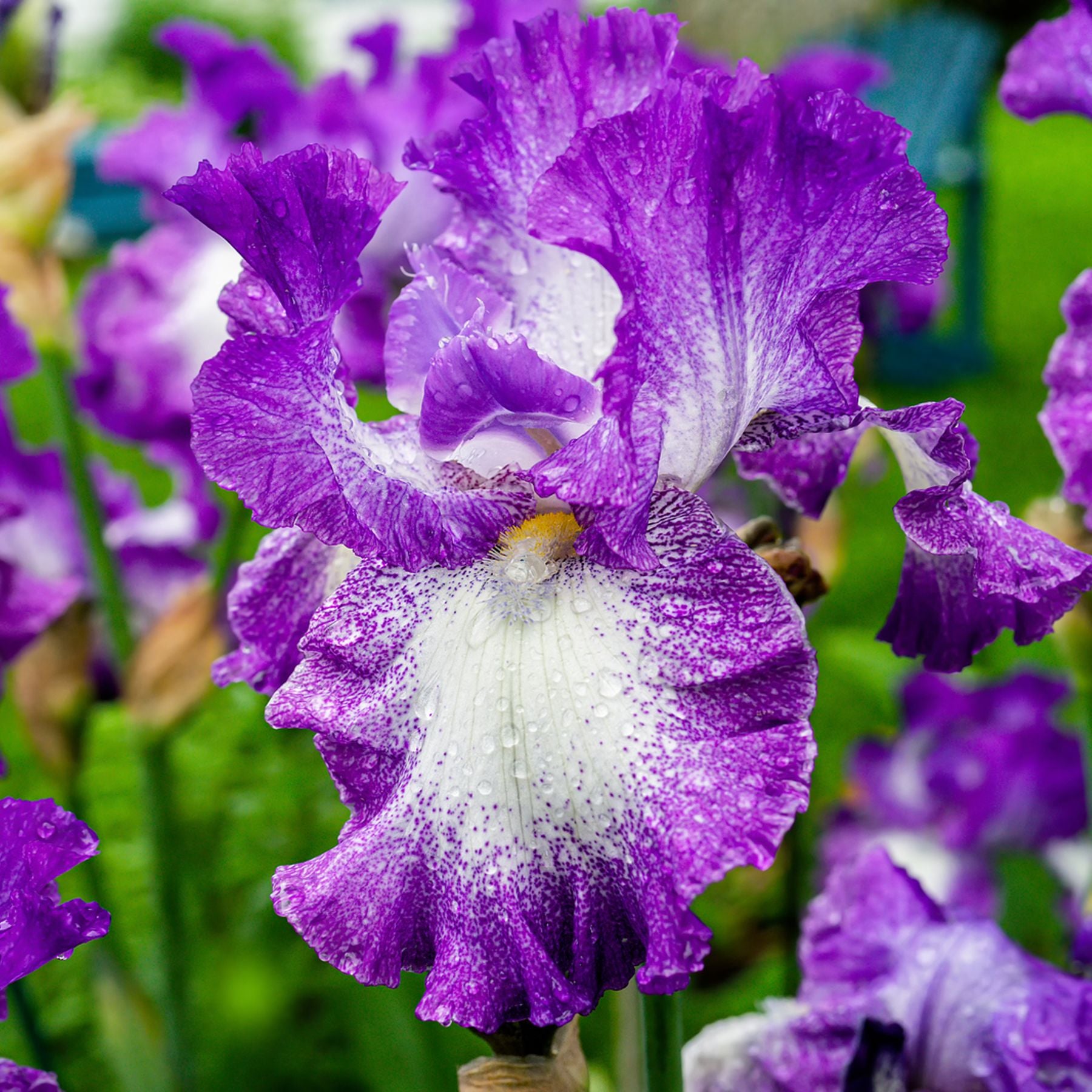 Rare Edition Bearded Iris | Buy Iris Plants online | Bulbs Direct