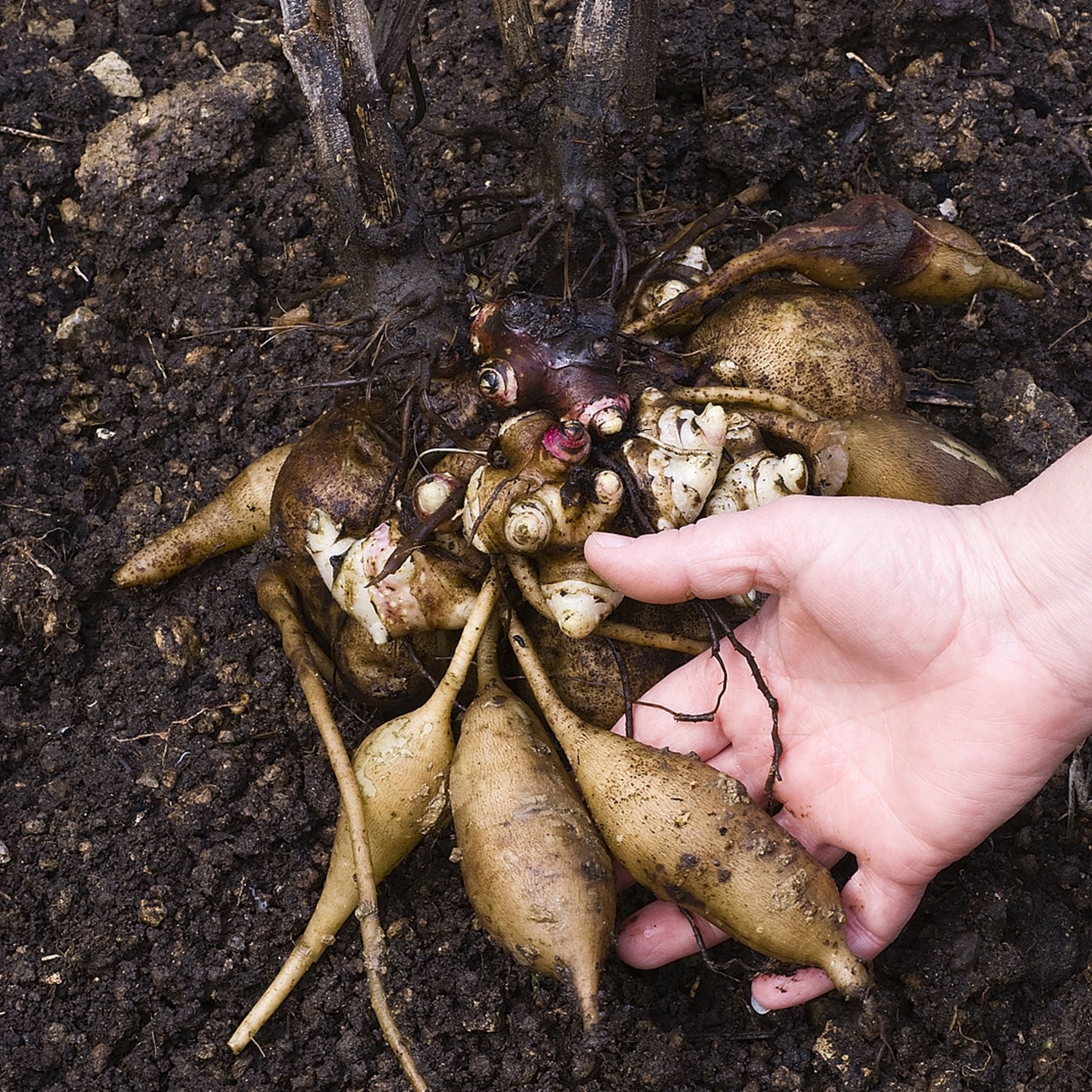 Yacon | Grow your own Yacon Tubers | order online | Bulbs Direct NZ