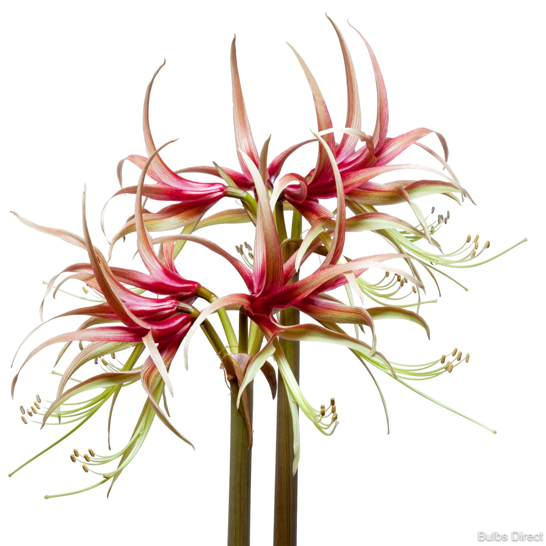 Chico Hippeastrum | Order Hippeastrum Bulbs online - Bulbs Direct NZ