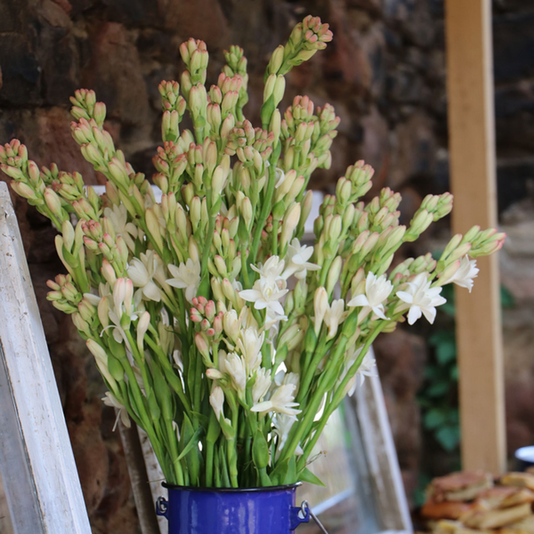 Tuberose The Pearl | Order Tuberose Bulbs online - Bulbs Direct NZ