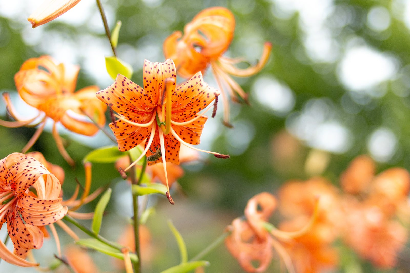 Tigrinum Splendens | Order Lily Bulbs online | Bulbs Direct NZ