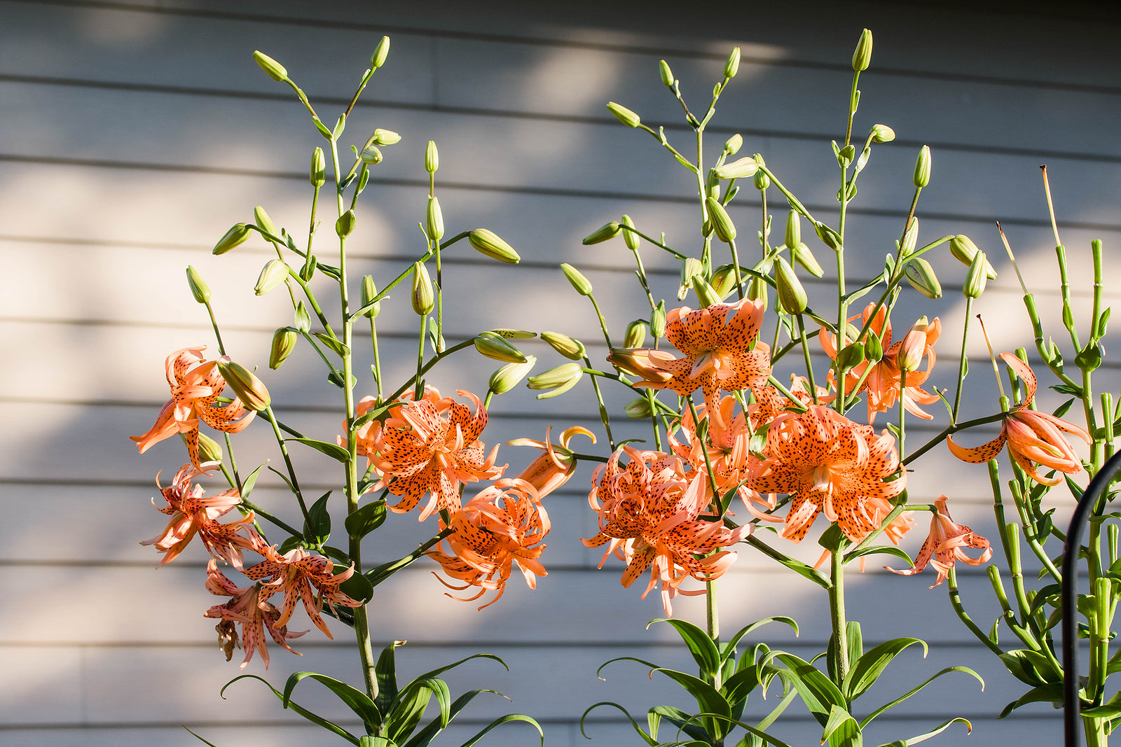 Tigrinum Splendens | Order Lily Bulbs online | Bulbs Direct NZ
