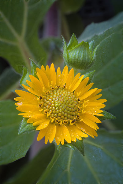 Yacon | Grow your own Yacon Tubers | order online | Bulbs Direct NZ