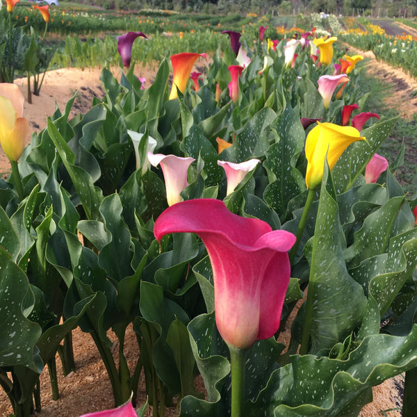 Exclusive Breeders Mix | Calla Lily | Bulbs Direct NZ