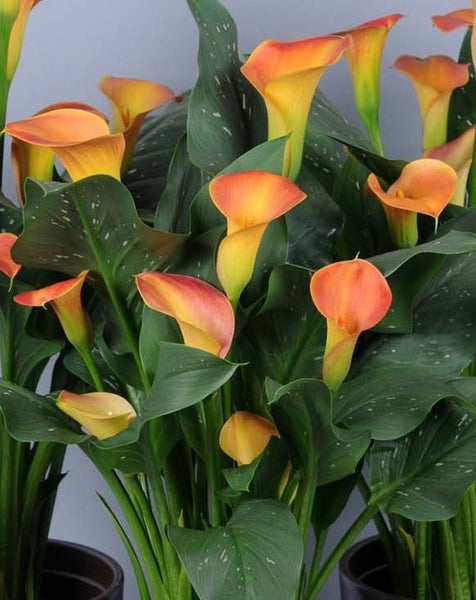 Lady Marmalade Calla | Order Calla Lily Bulbs online - Bulbs Direct NZ