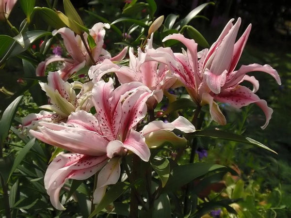 Magic Star Oriental Lily | Buy Lily Bulbs online | Bulbs Direct NZ
