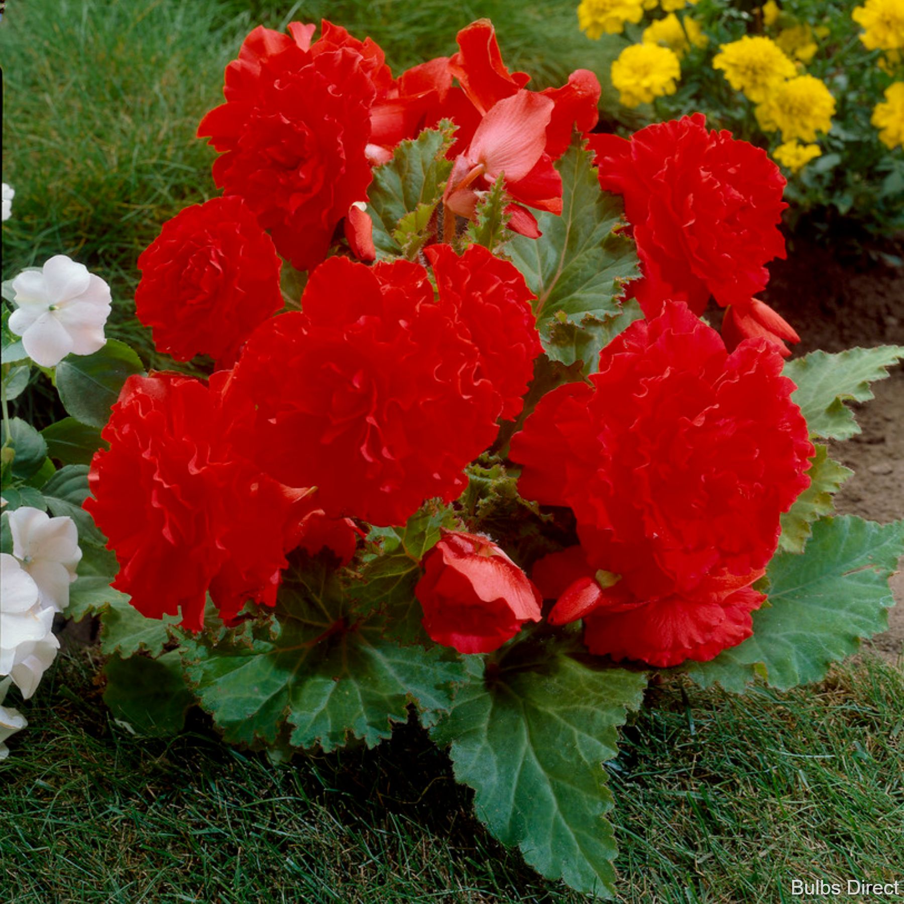 Fire Ball Begonia | Order Begonia Tubers online - Bulbs Direct