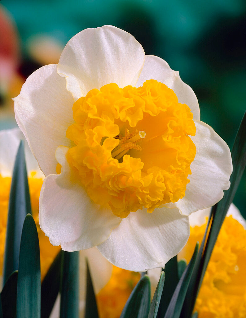 Curly Daffodil | Order Daffodil Bulbs online | Bulbs Direct NZ