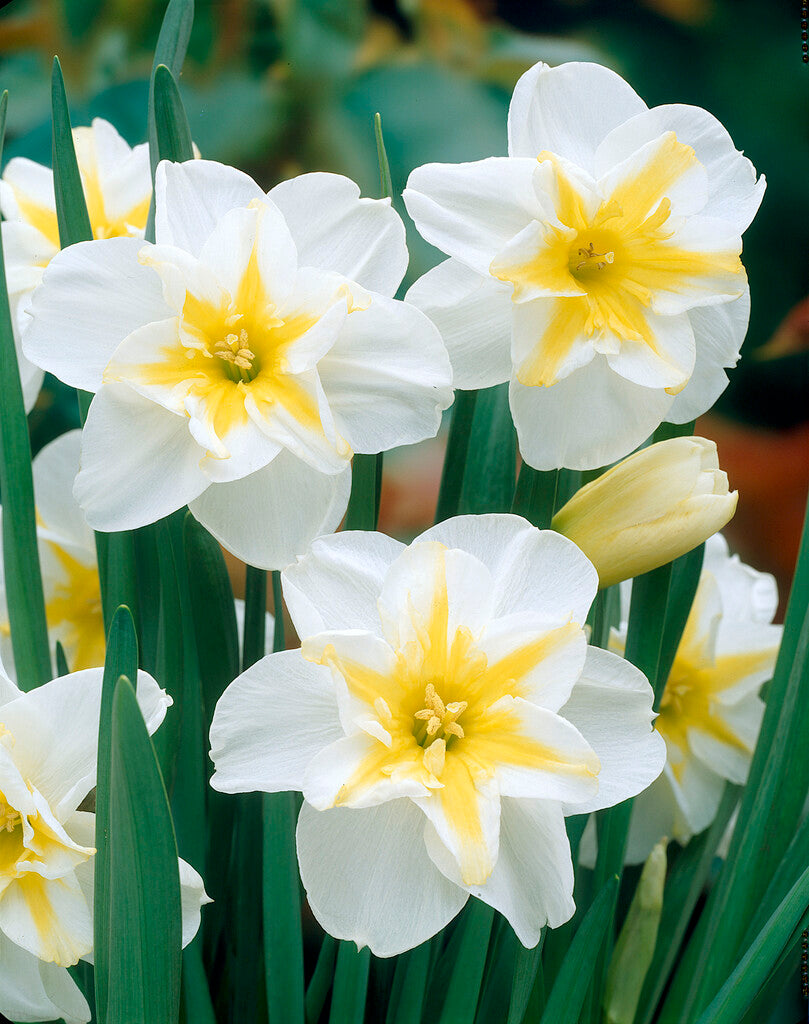 Lemon Beauty Daffodil | Order Daffodil Bulbs online | Bulbs Direct