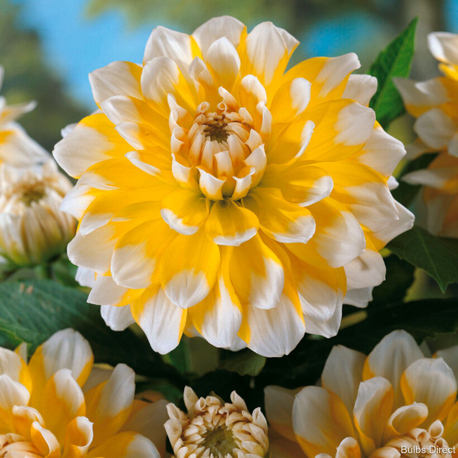 Seattle Dahlia | Buy your Dahlia Tubers online | Bulbs Direct