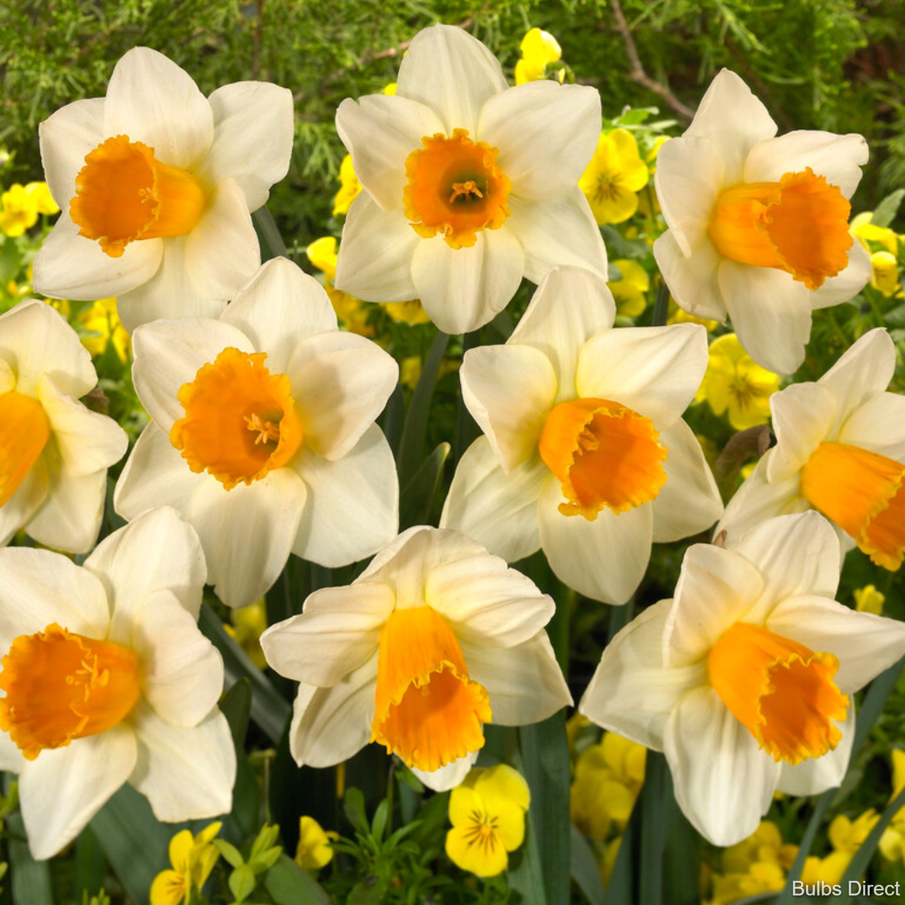 Orange Sunset Daffodil | Order Daffodil Bulbs online | Bulbs Direct