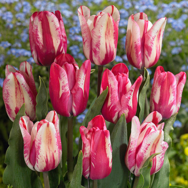 Flaming Kiss Tulip | Order Tulip Bulbs online | Bulbs Direct NZ