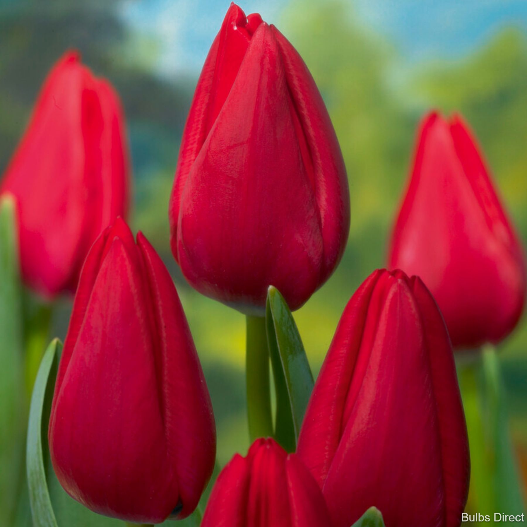 Tulip Red Rover | Buy Tulip Bulbs online | Bulbs Direct NZ