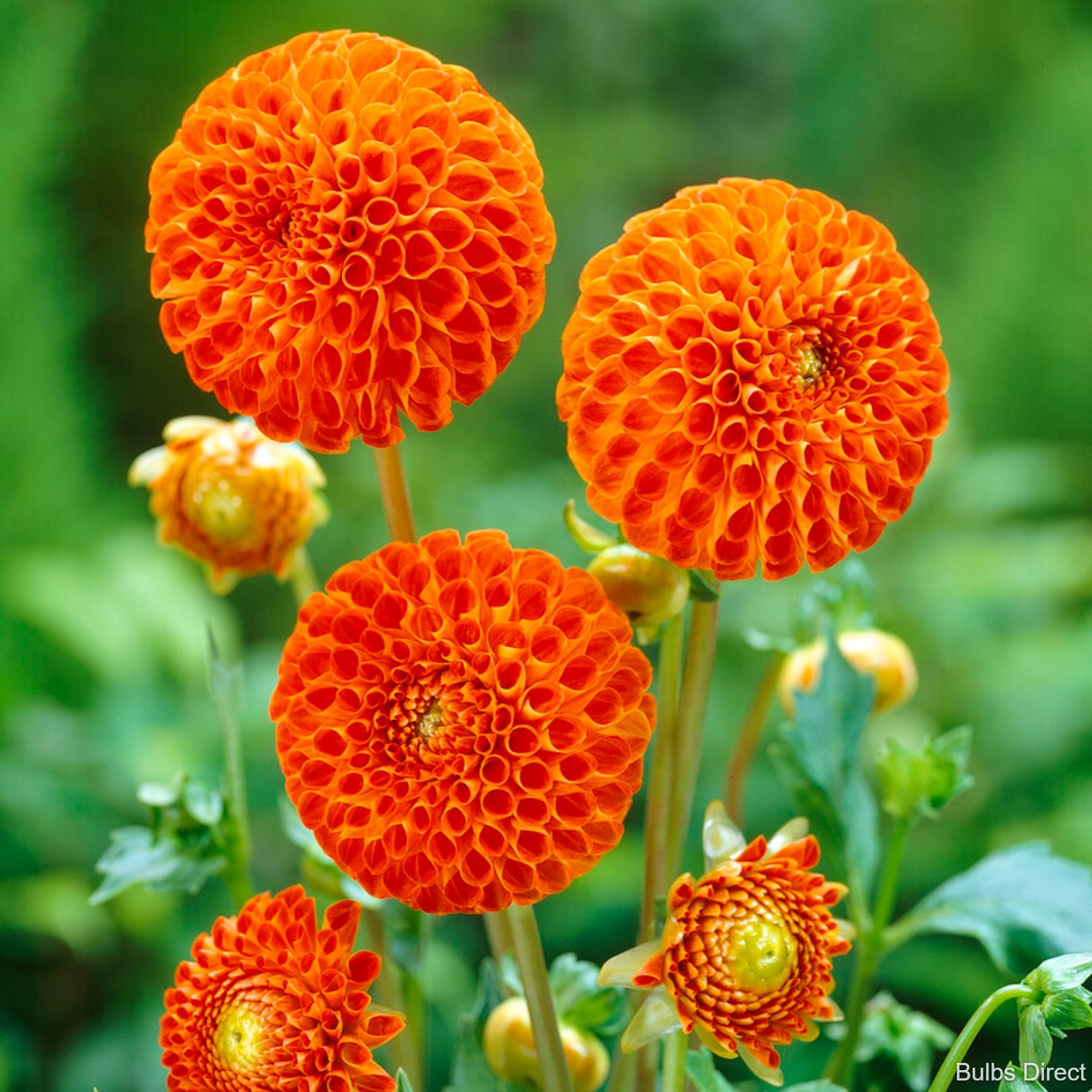 Bantling Dahlia | Buy your Dahlia Tubers online | Bulbs Direct NZ