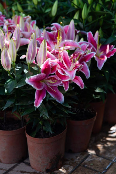 Starlight Express Oriental Lily | Buy Lily Bulbs online | Bulbs Direct NZ