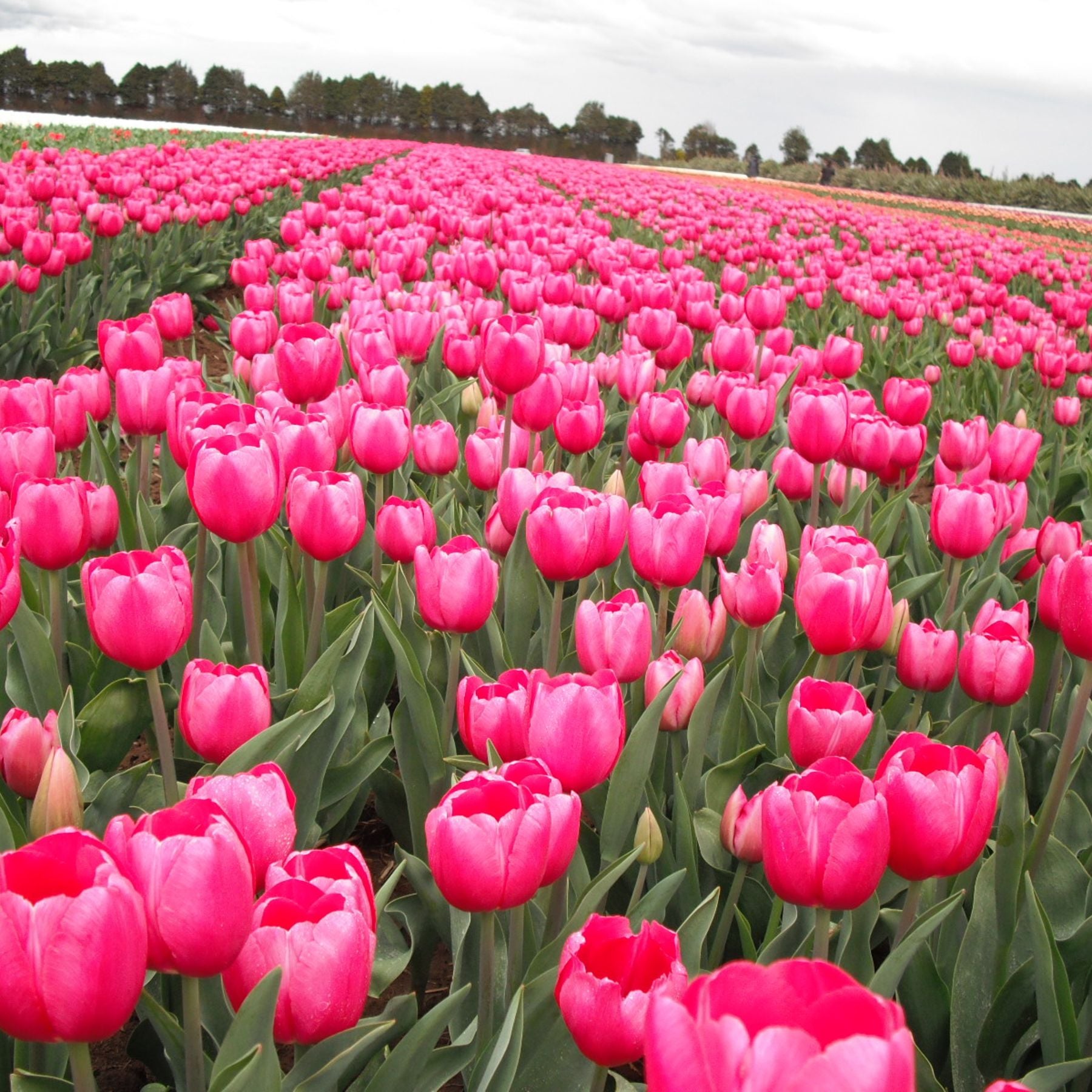 Grand Style Tulip | Order Tulip Bulbs online | Bulbs Direct NZ