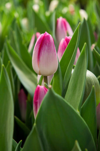 Tulip Sinfonie | Order Sinfonie Tulip Bulbs online | Bulbs Direct NZ