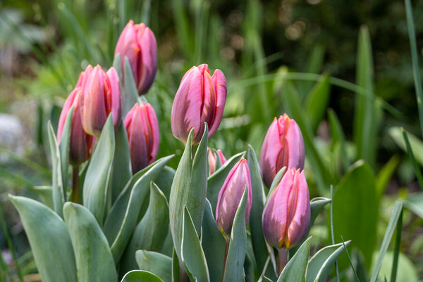 Pretty Princess Tulip | Order Tulip Bulbs online | Bulbs Direct NZ