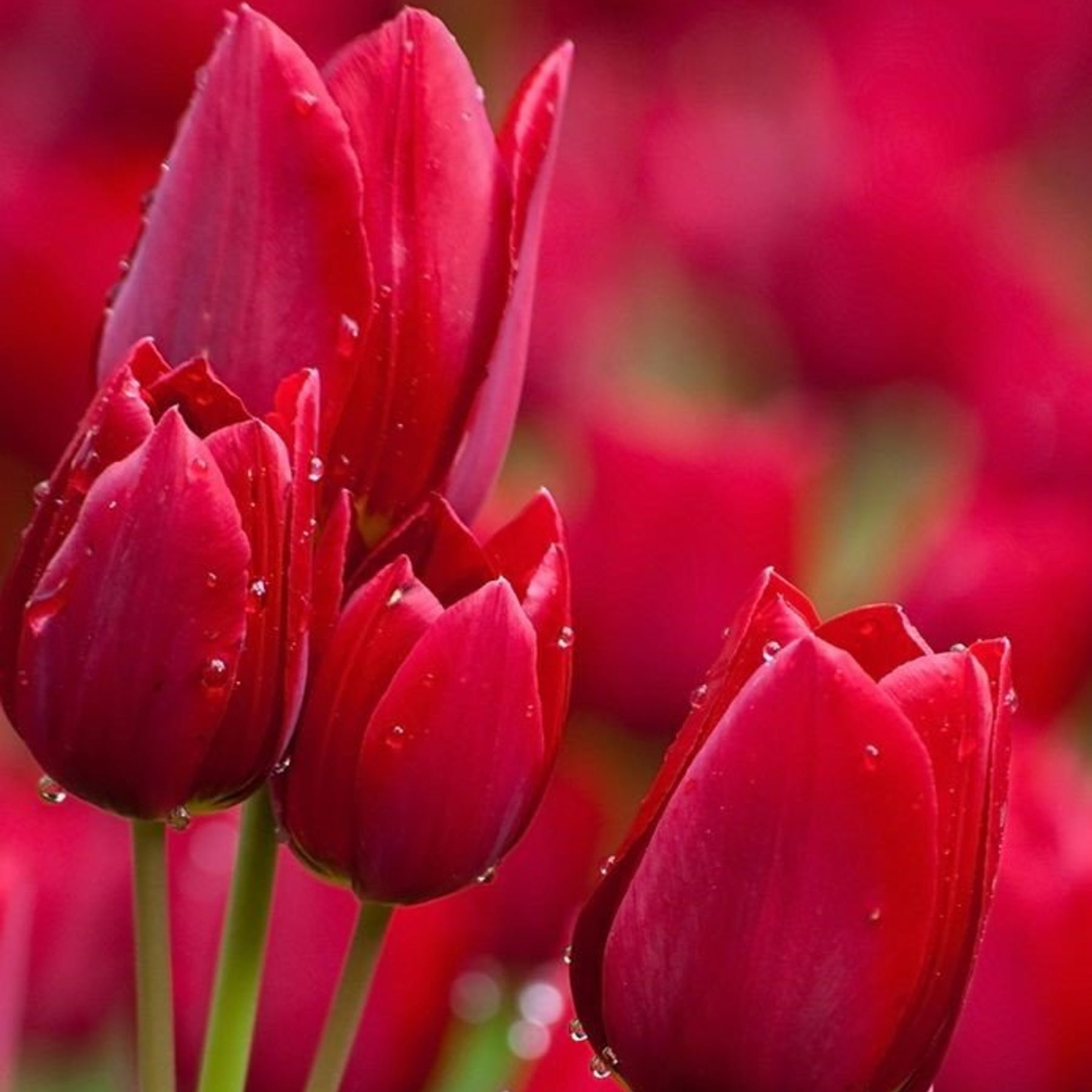Tulip Strong Love | Buy Tulip Bulbs online | Bulbs Direct NZ